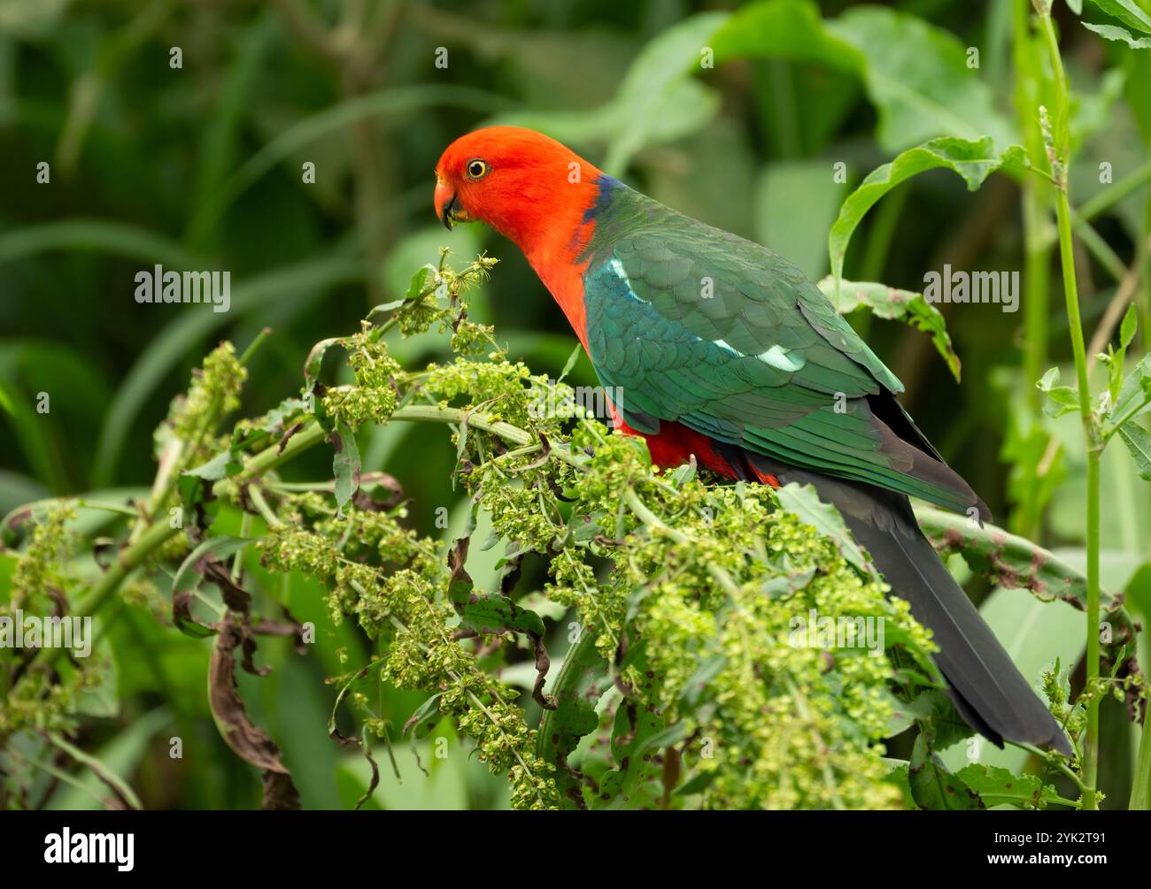 Parrot behavior hi-res stock photography and images - Alamy