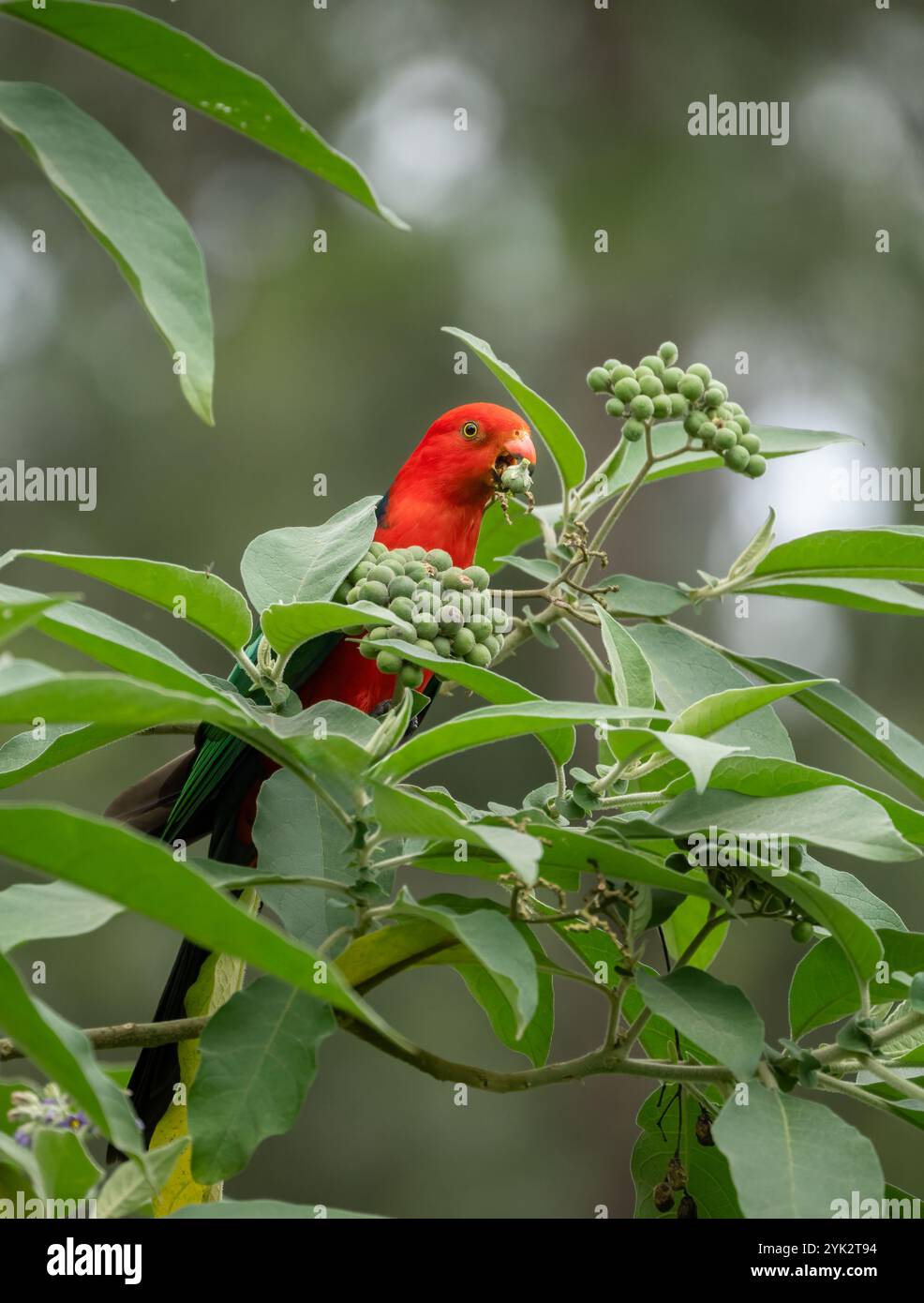 Habitat in tropical rainforests hi-res stock photography and images - Alamy