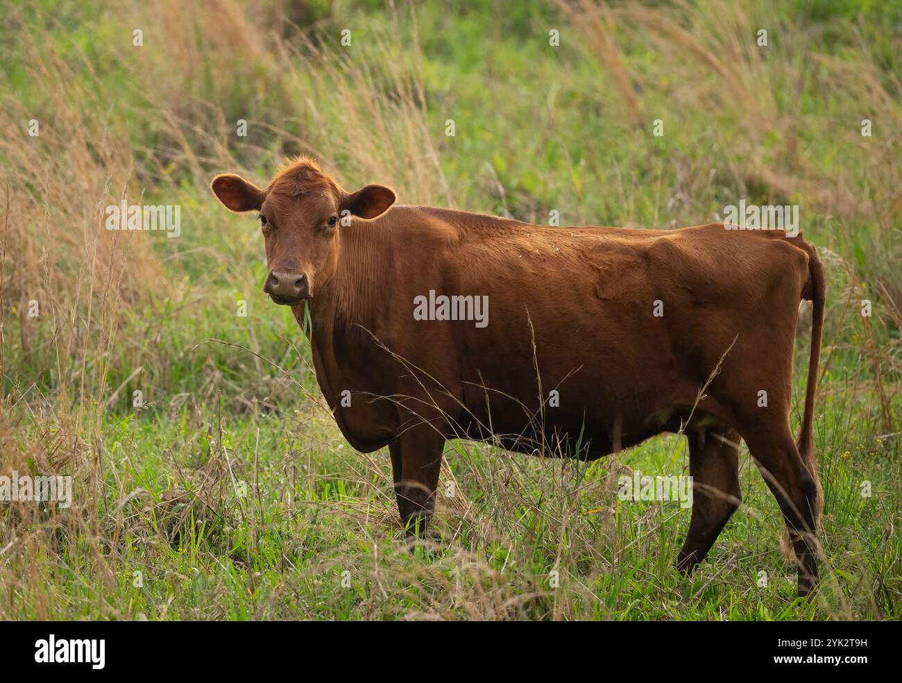 Brown dairy cow which a specific breed of cattle that have been bred ...