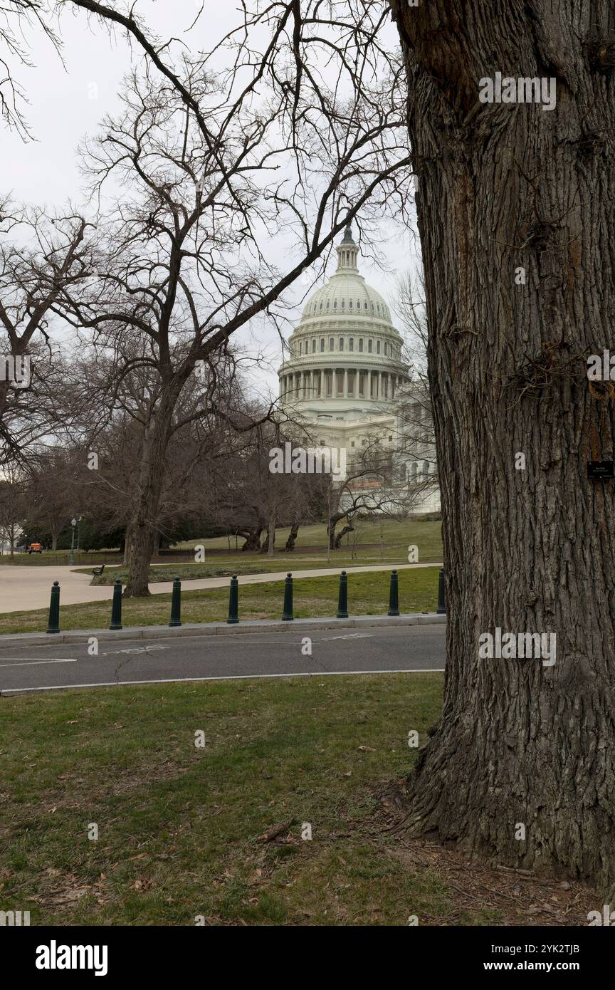 Big tree behind building hi-res stock photography and images - Alamy