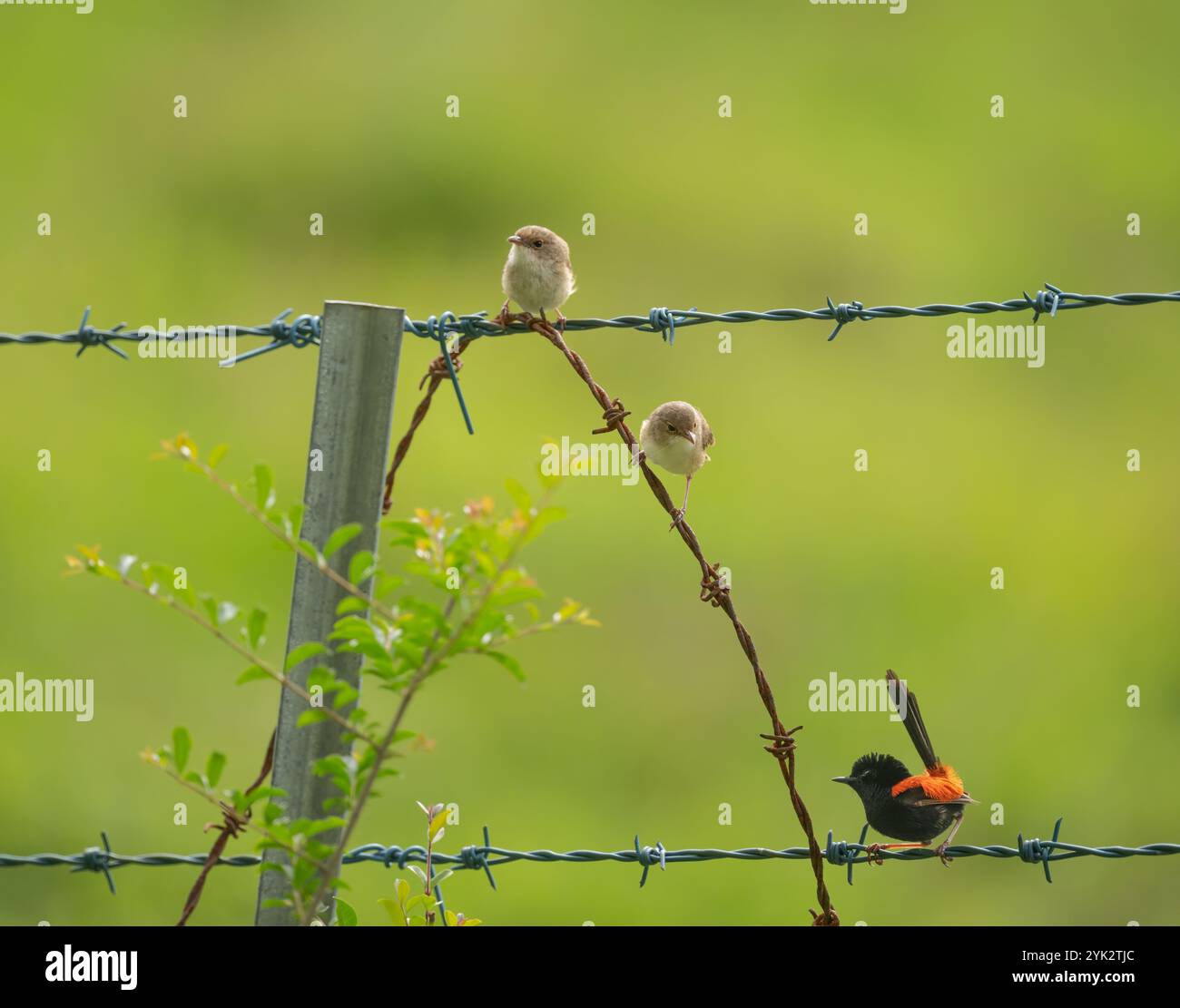 Red backed fairywren (Malurus melanocephalus ) male and female birds ...
