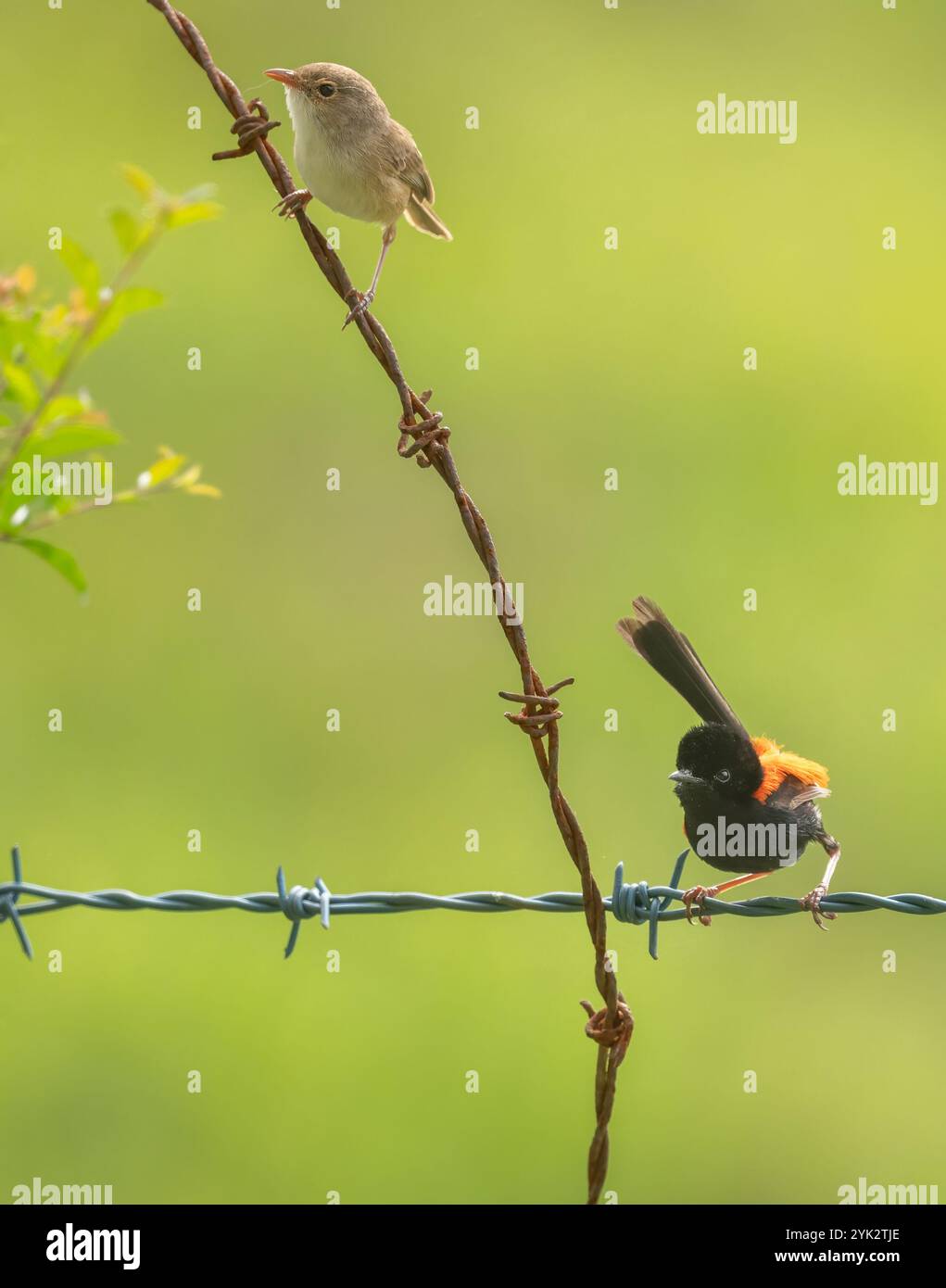 Red backed fairywren (Malurus melanocephalus ) male and female birds ...