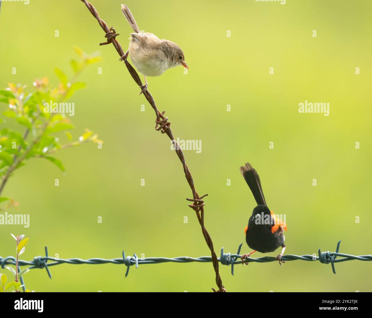 Red backed fairywren (Malurus melanocephalus ) male and female birds ...
