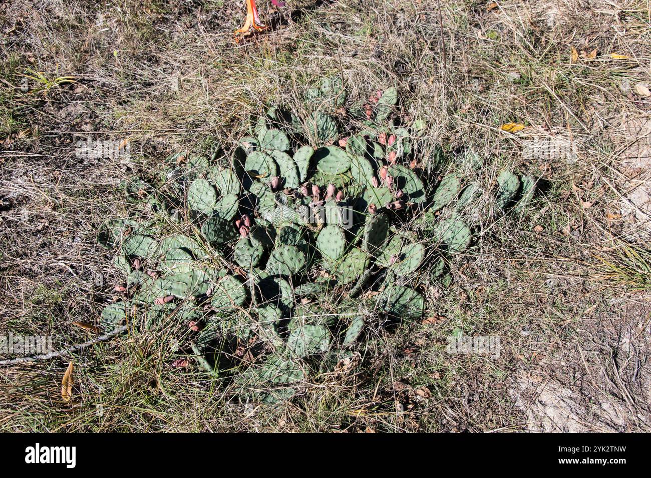 Eastern prickly pear cactus growing at Delaurier Homestead at Point ...