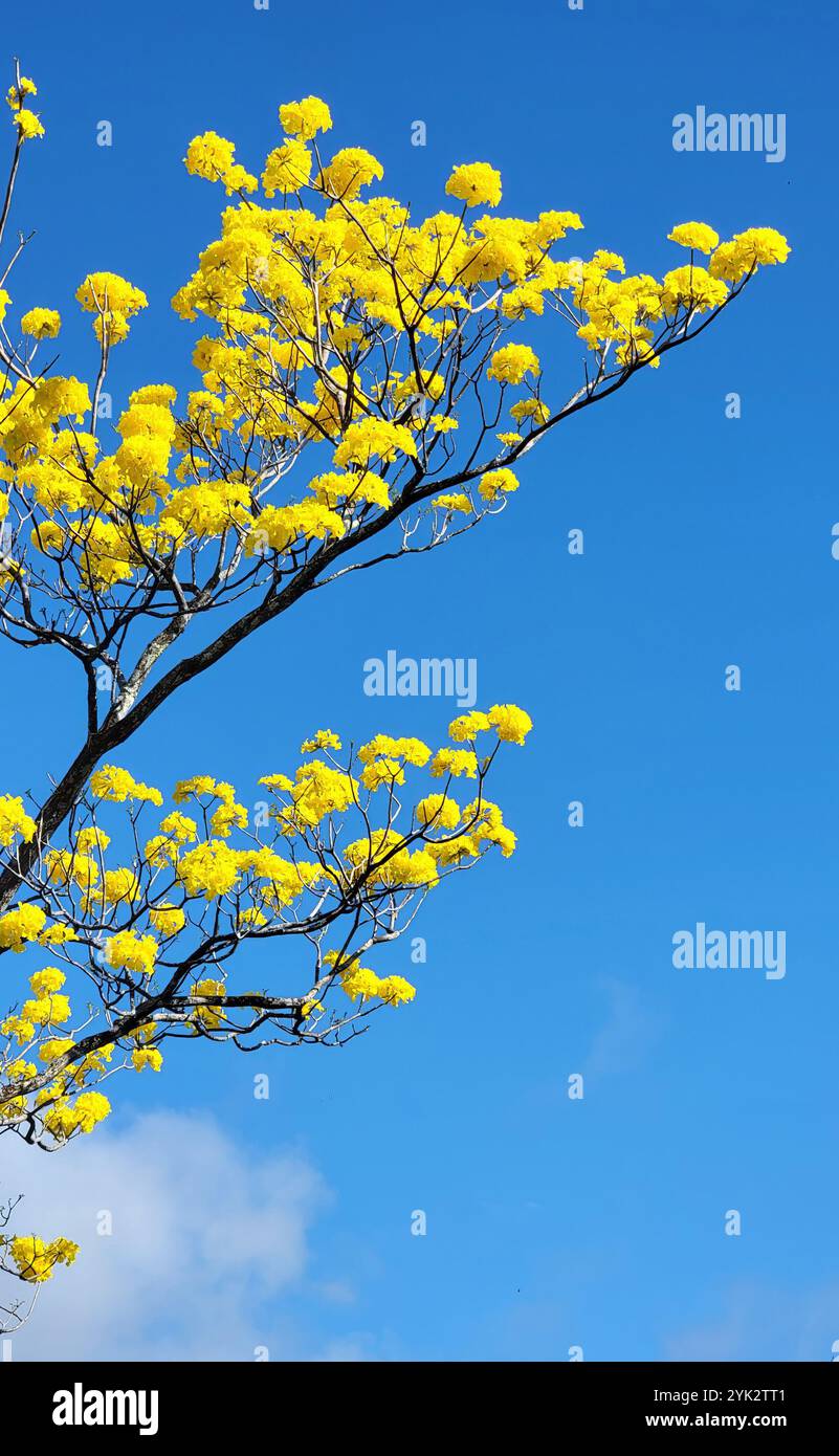 Guayacan tree hi-res stock photography and images - Alamy