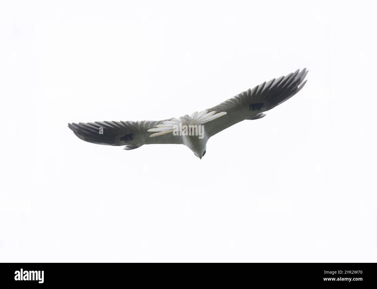 Beautiful White-tailed Kite (Elanus leucurus) hovering over a hunting ...