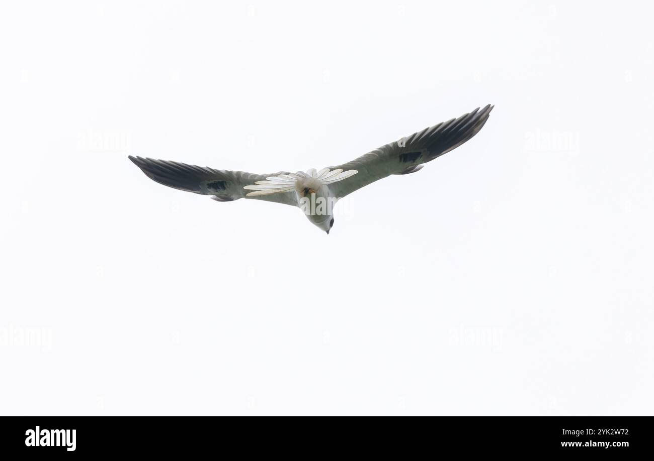 White tailed kite hawk Cut Out Stock Images & Pictures - Alamy