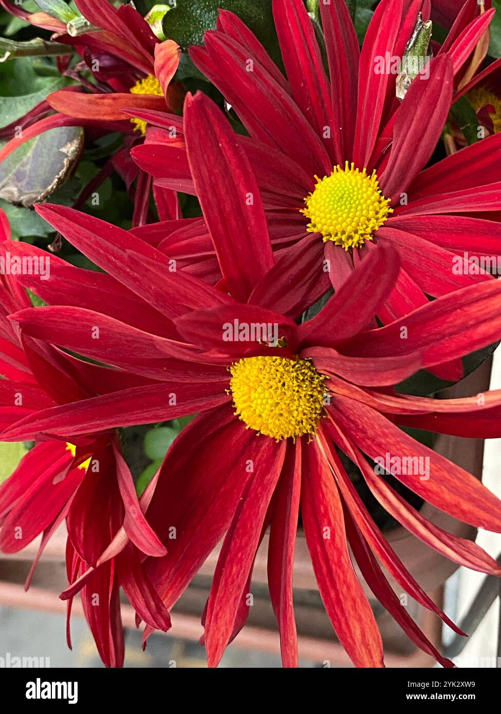 Deep red flowers surrounded hi-res stock photography and images - Alamy