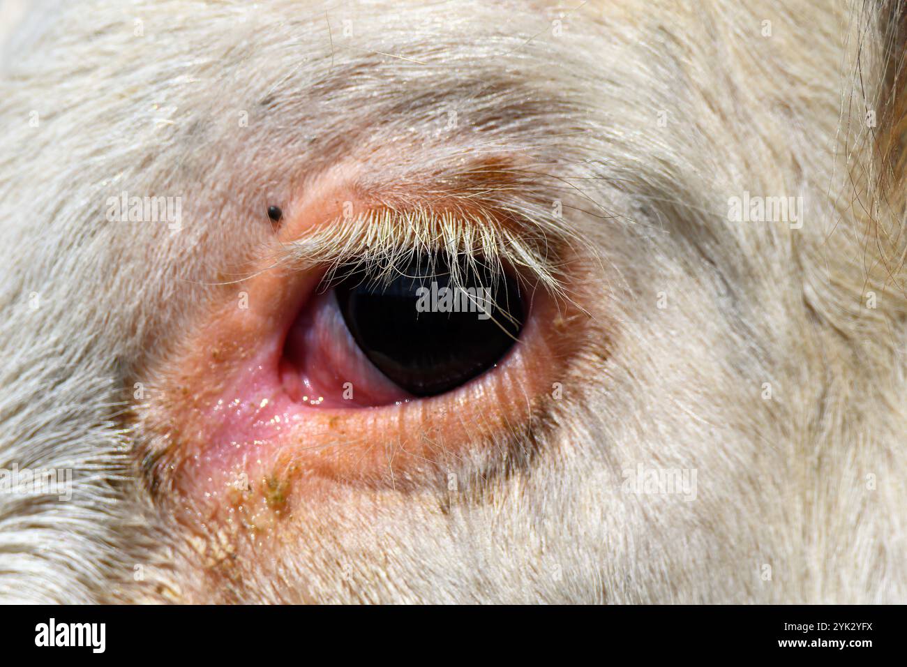 A detailed close-up of a cow's eye reveals the unique texture of its ...