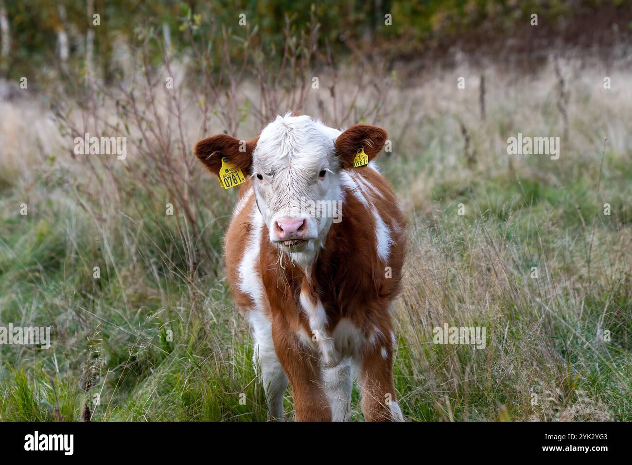 Distinctive markings showcases hi-res stock photography and images - Alamy