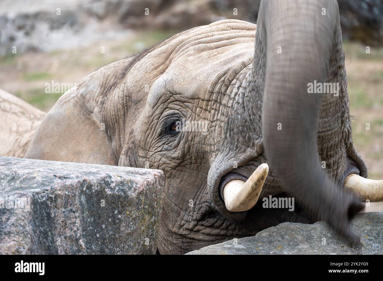 The elephant curiously pushes against a rock while exploring its ...