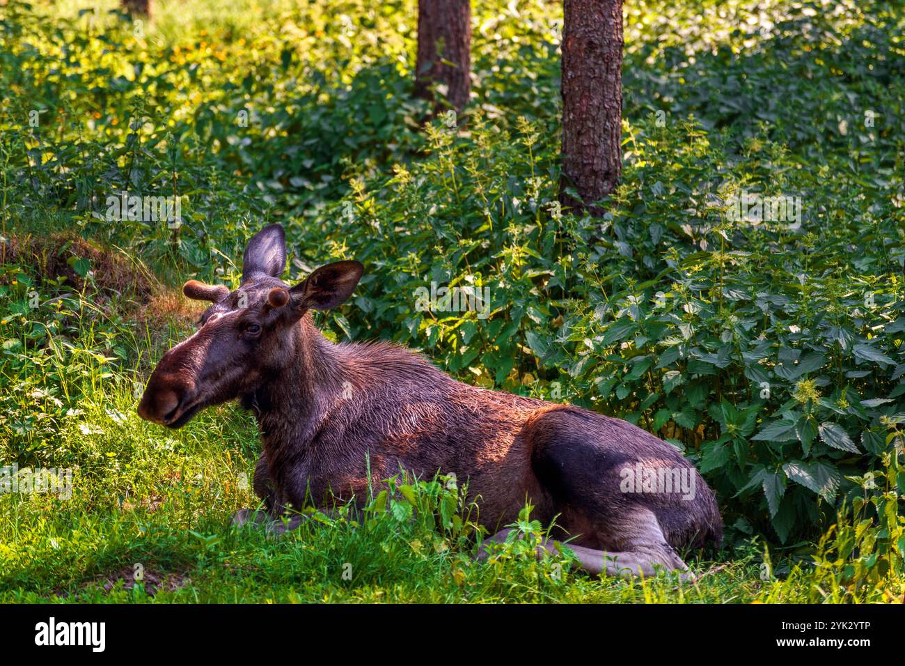 Elk zoo sweden hi-res stock photography and images - Alamy