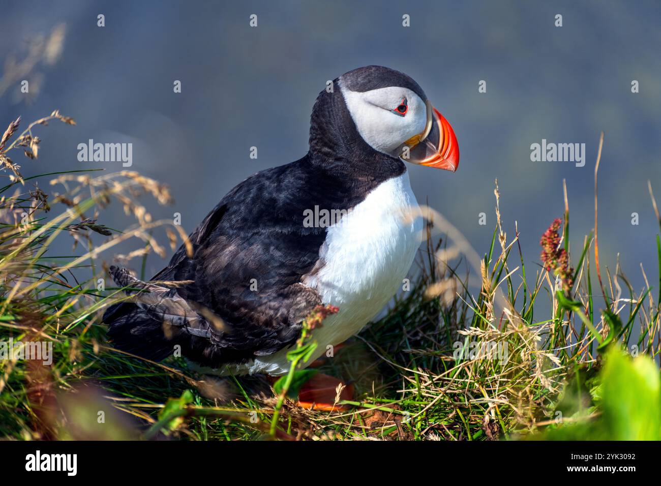 puffin, puffin, bird, coast, cliffs, mountains, Iceland, Europe Stock ...