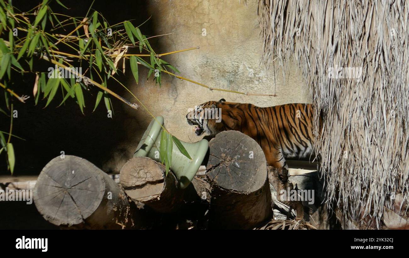 Los Angeles, California, USA 13th November 2024 Sumatran Tiger at LA ...