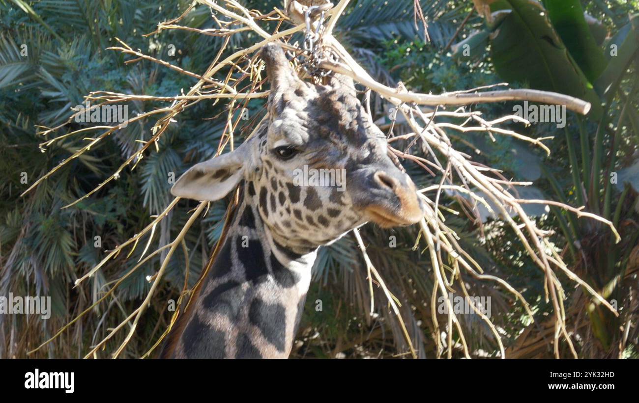 Los Angeles, California, USA 13th November 2024 Maasai Giraffe at LA ...