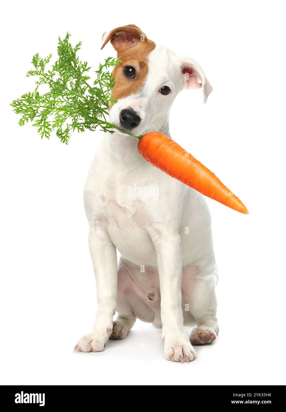 Cute Jack Russell terrier with fresh carrot on white background Stock ...