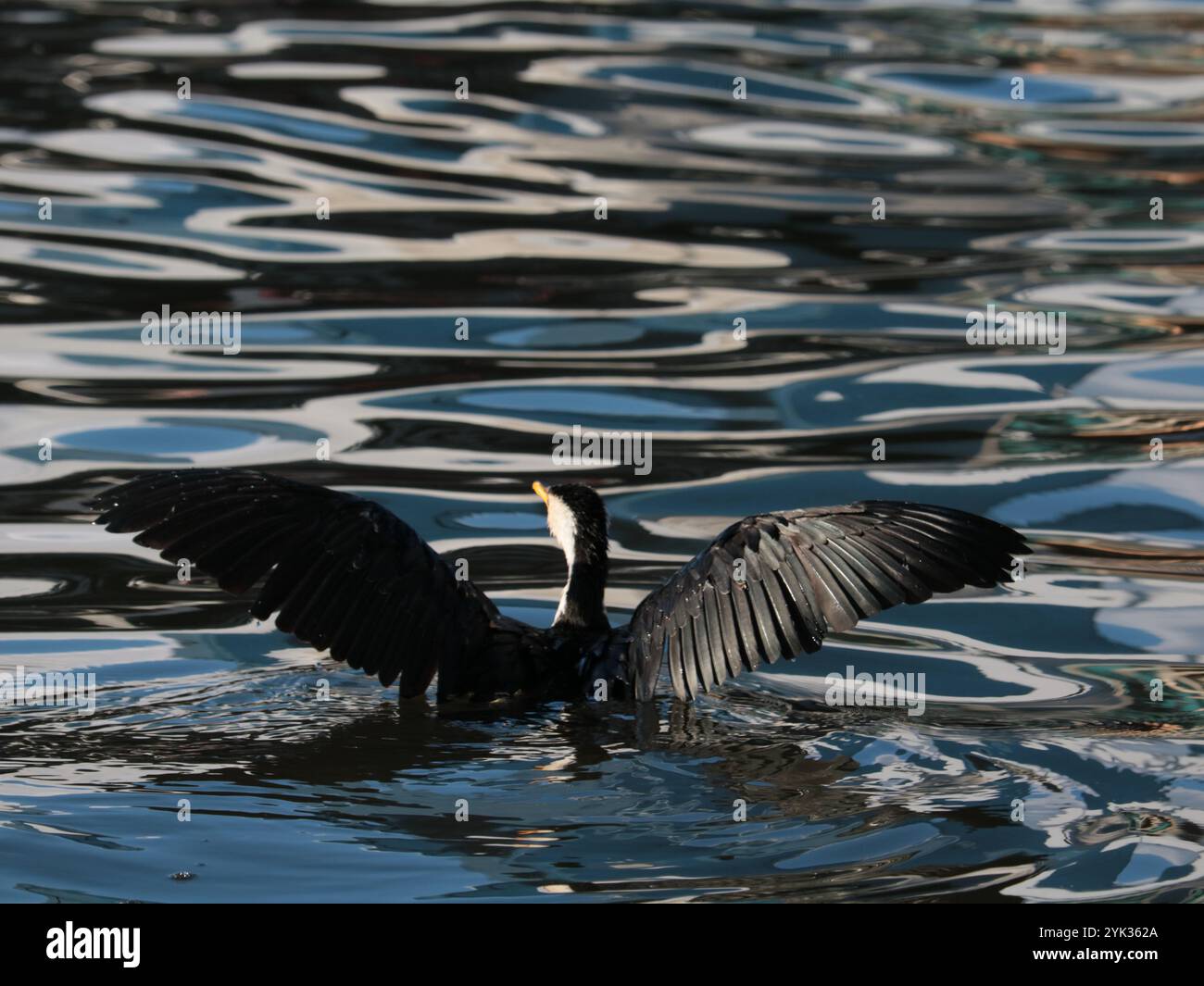 Cormorant sitting and sunning itself Stock Photo - Alamy