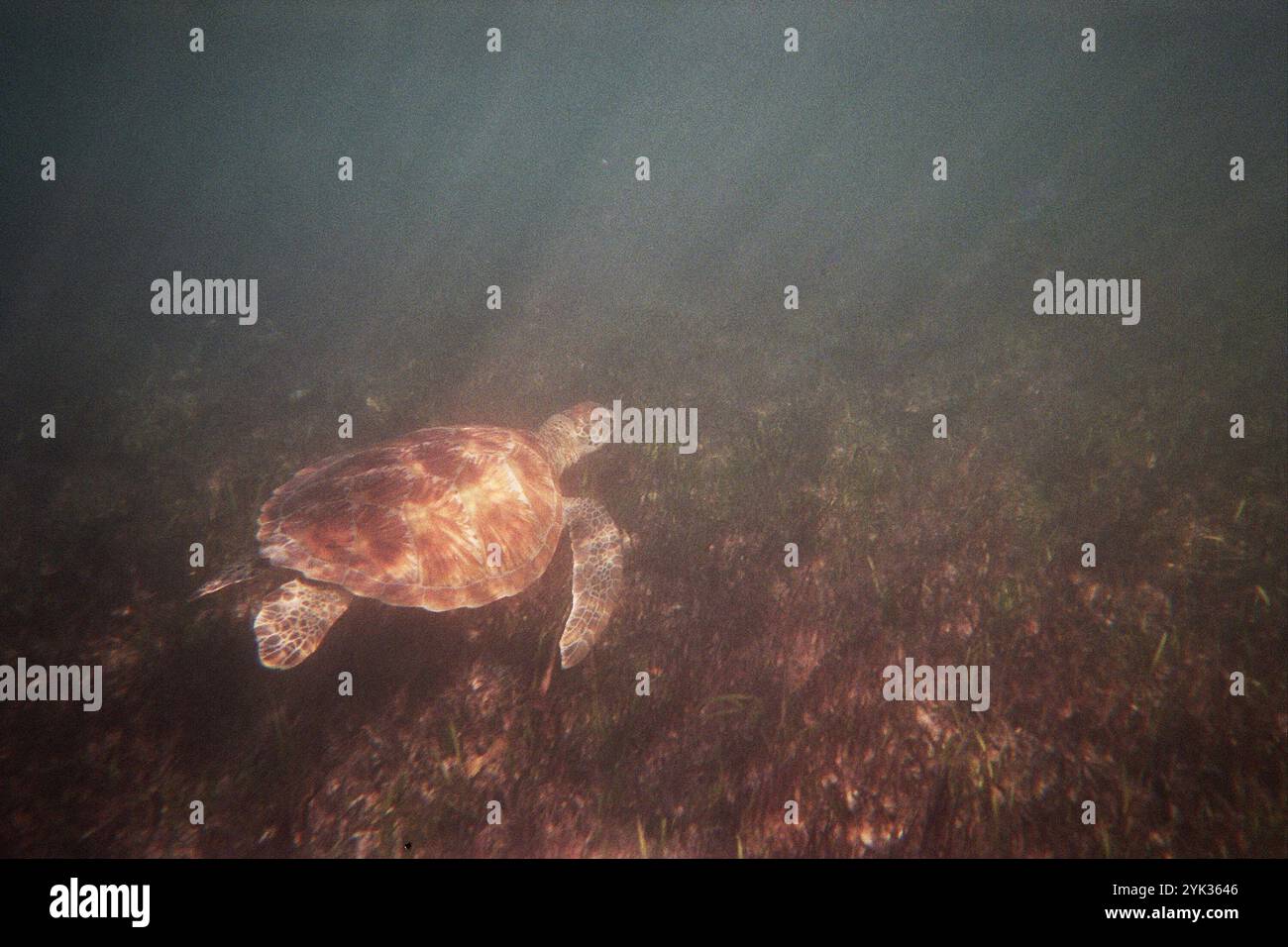 coral reef turtle floating underwater Stock Photo - Alamy