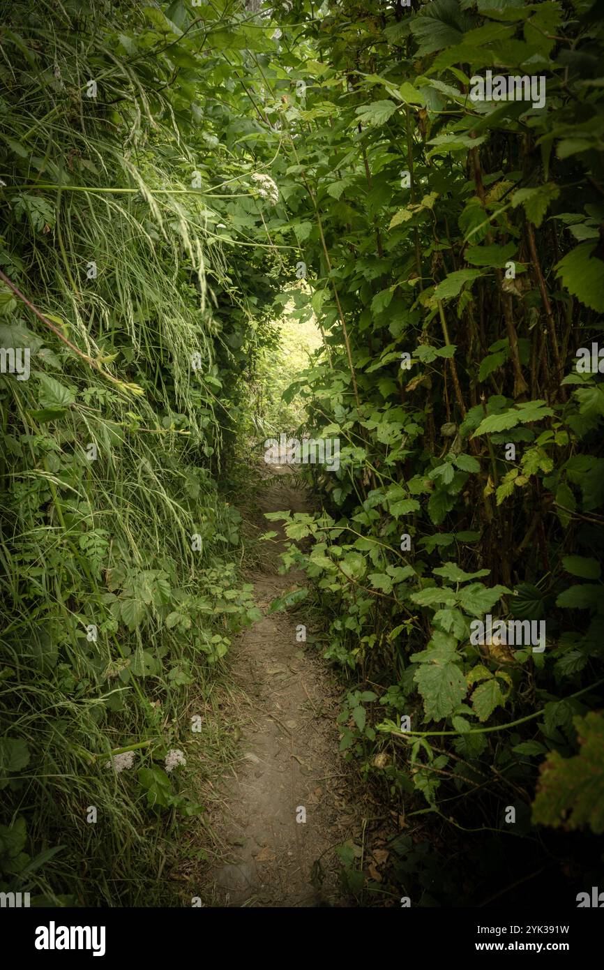 Trail Cuts Through Tunnel Of Overgrown Green Plants in Redwood National ...