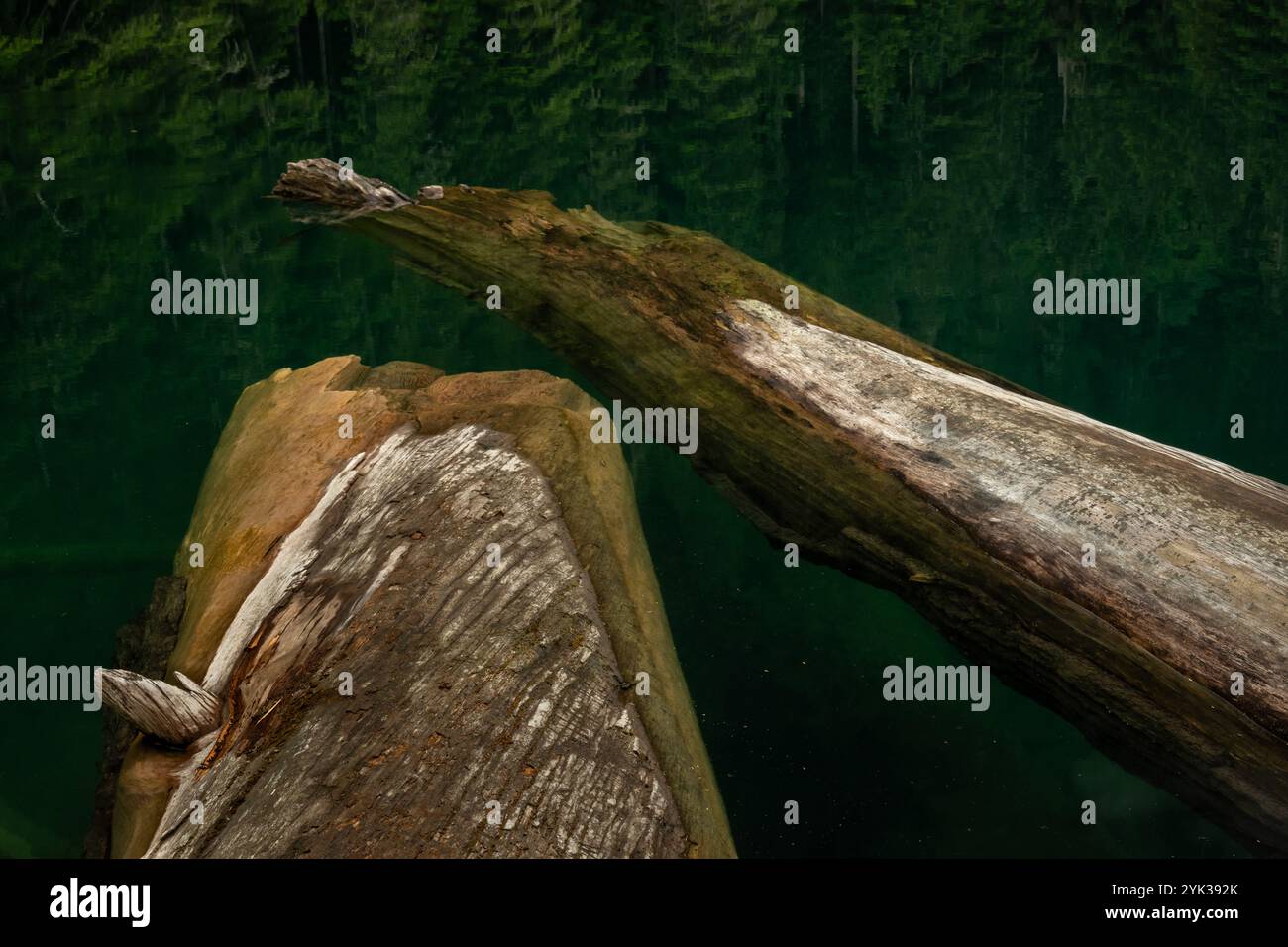 Two Logs Float Beneath The Calm Surface Of Green Lake in Mount Rainier ...
