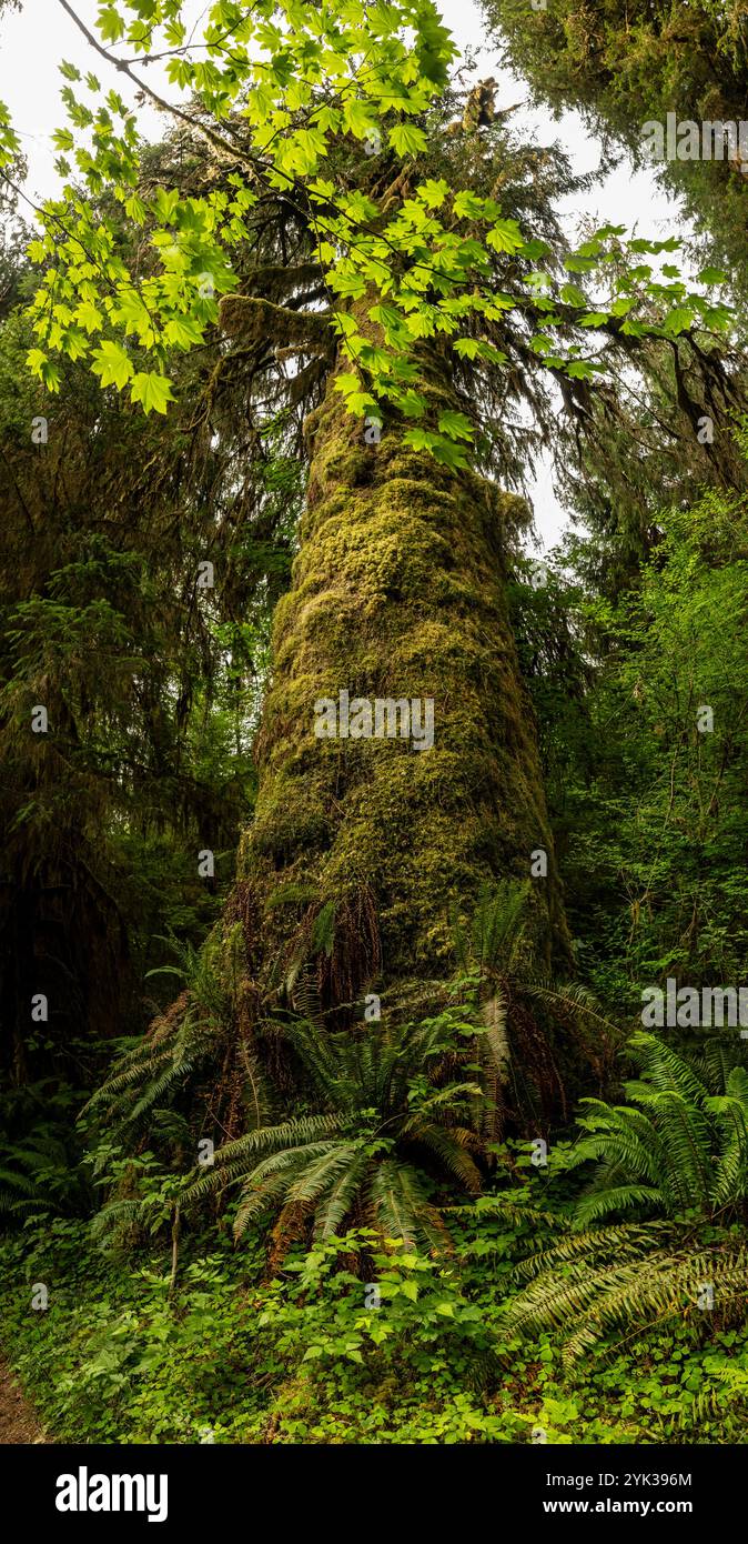 Vertical Panorama Of Large Moss Covered Tree In Hoh Rainforest in ...
