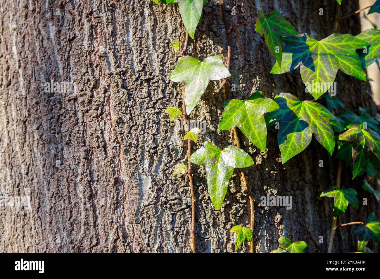Green ivy vines climbing a rough tree bark in bright sunlight during ...