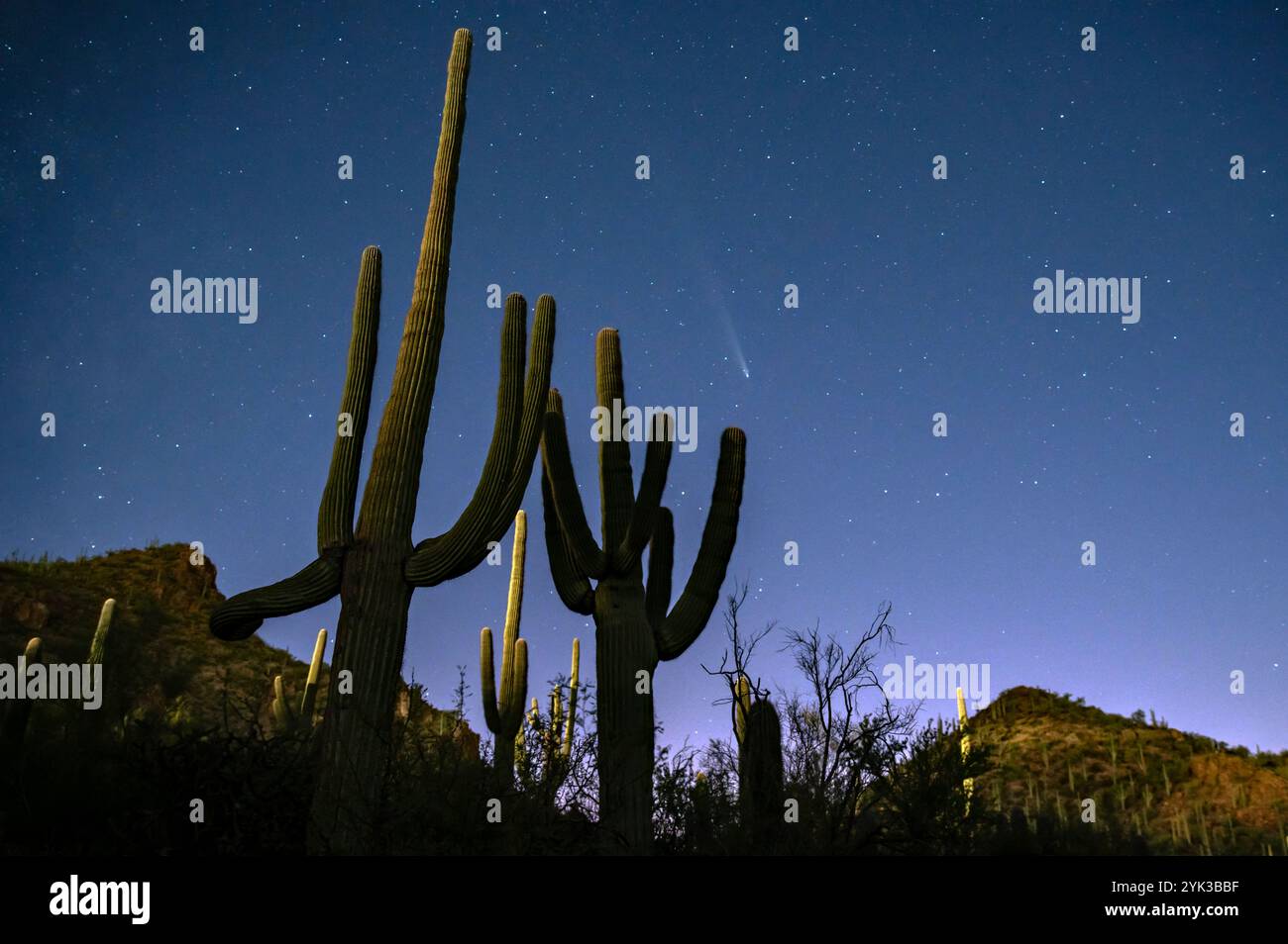 Comet C/2023 A3 (Tsuchinshan-ATLAS) over the Arizona desert Stock Photo ...