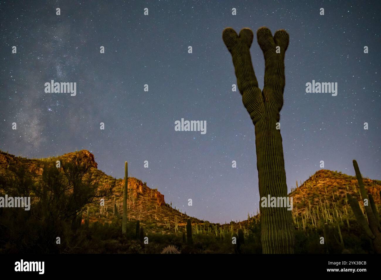 Milky Way over the Arizona desert and a crested Saguaro Stock Photo - Alamy