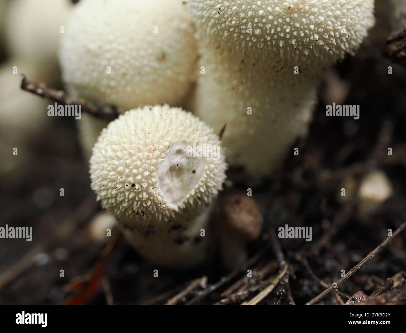 Unique fungal patterns hi-res stock photography and images - Alamy