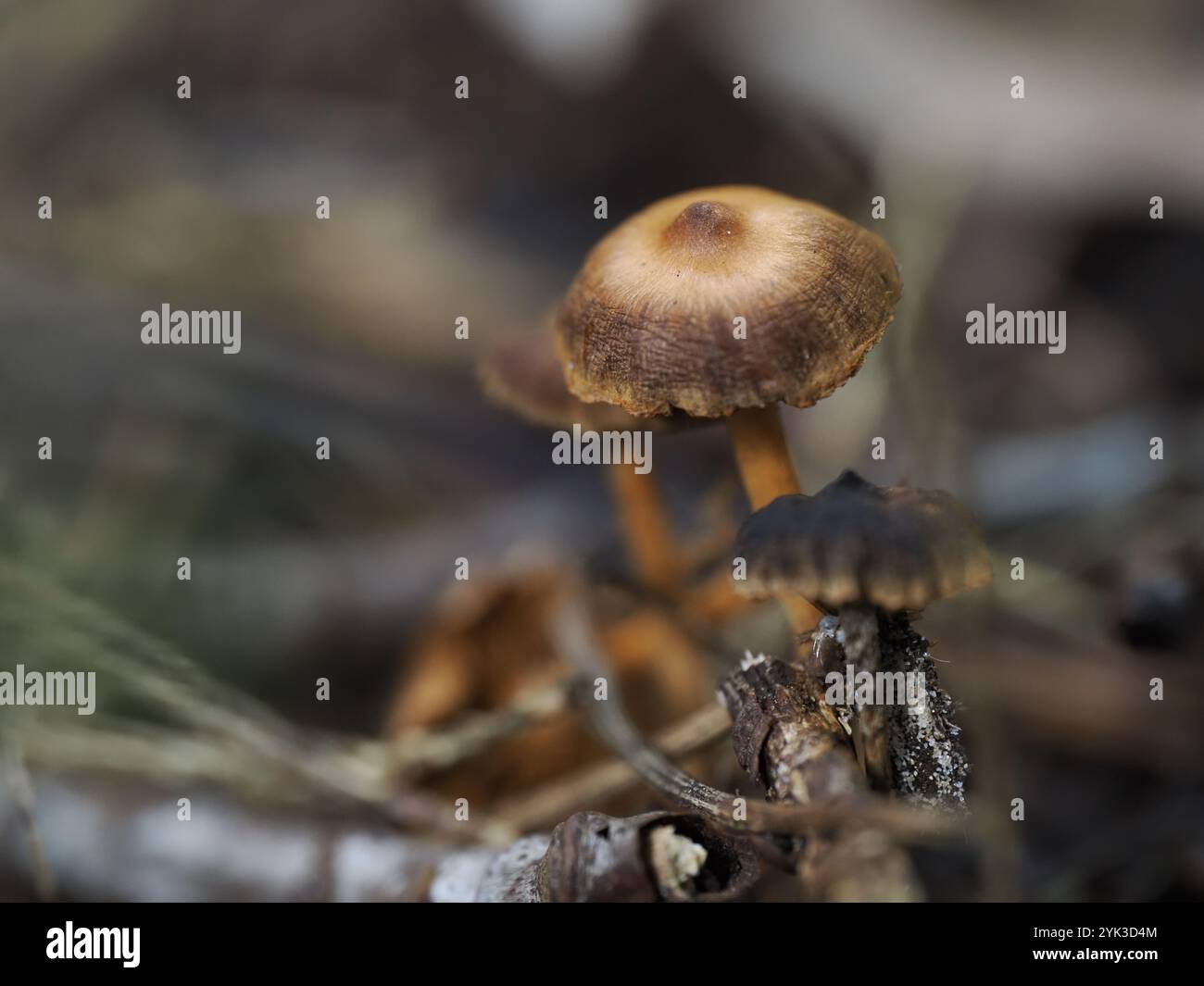 Detailed textures highlighting hi-res stock photography and images - Alamy