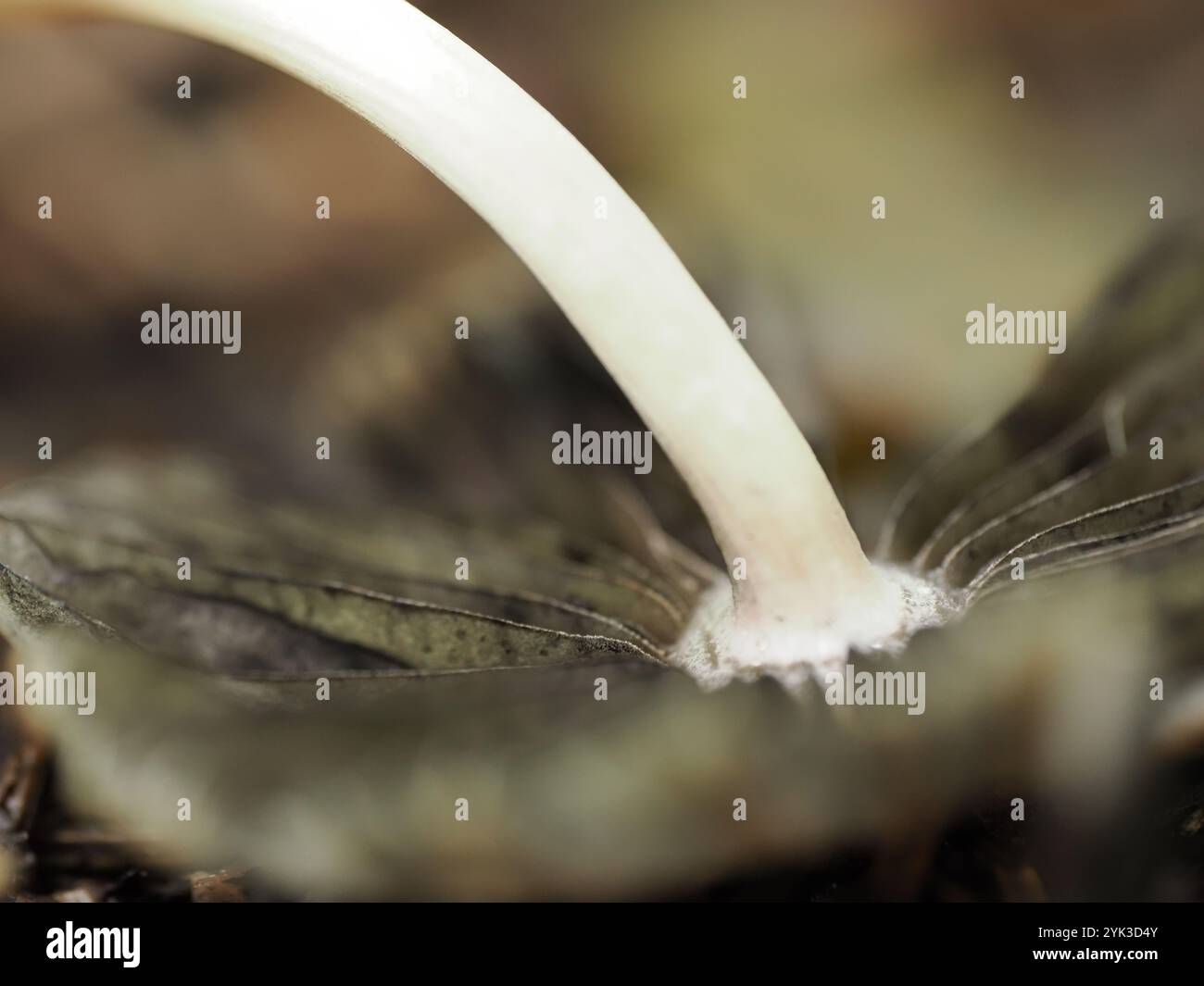 Unique fungal structures hi-res stock photography and images - Alamy