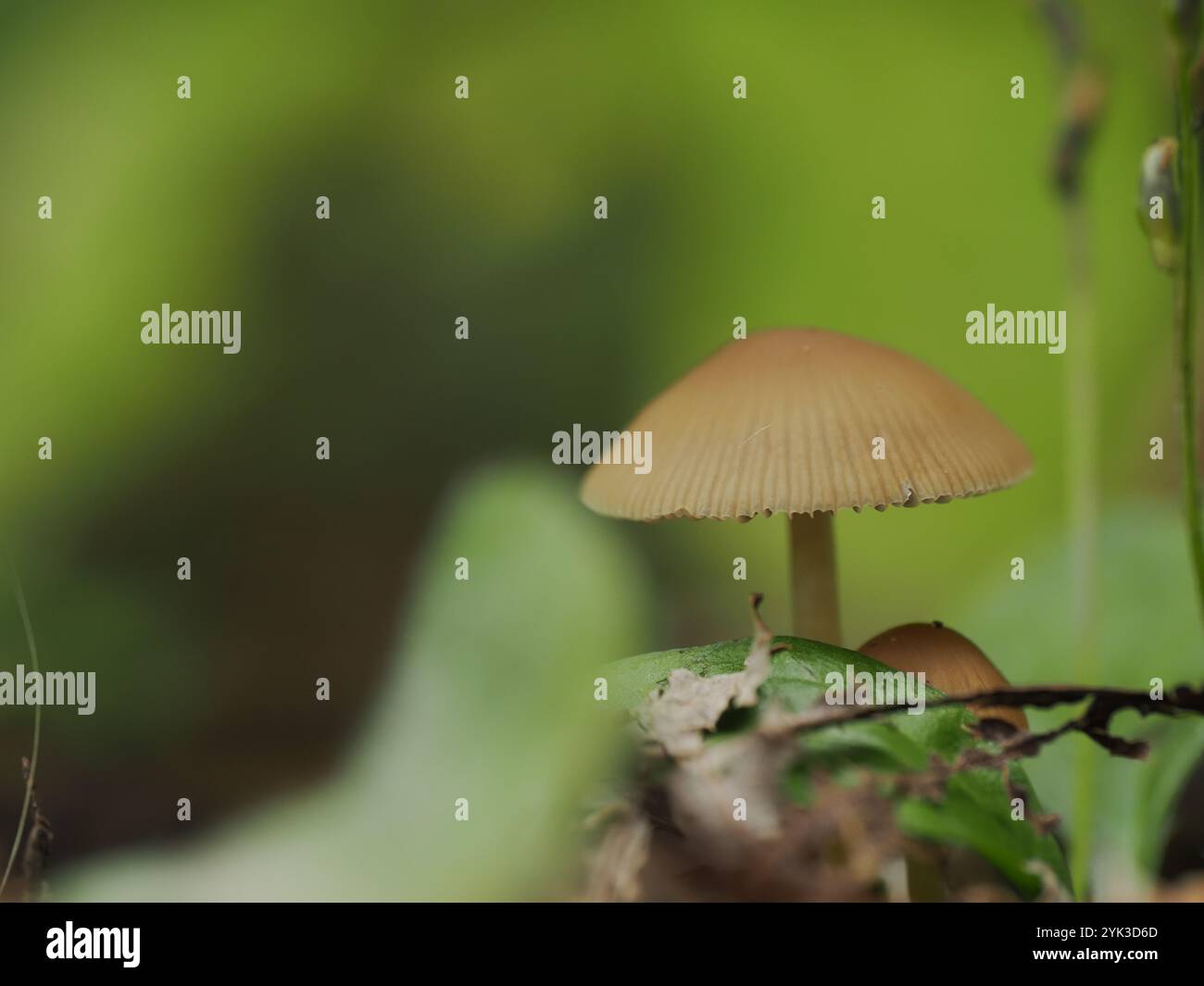Vibrant fungal scene hi-res stock photography and images - Alamy