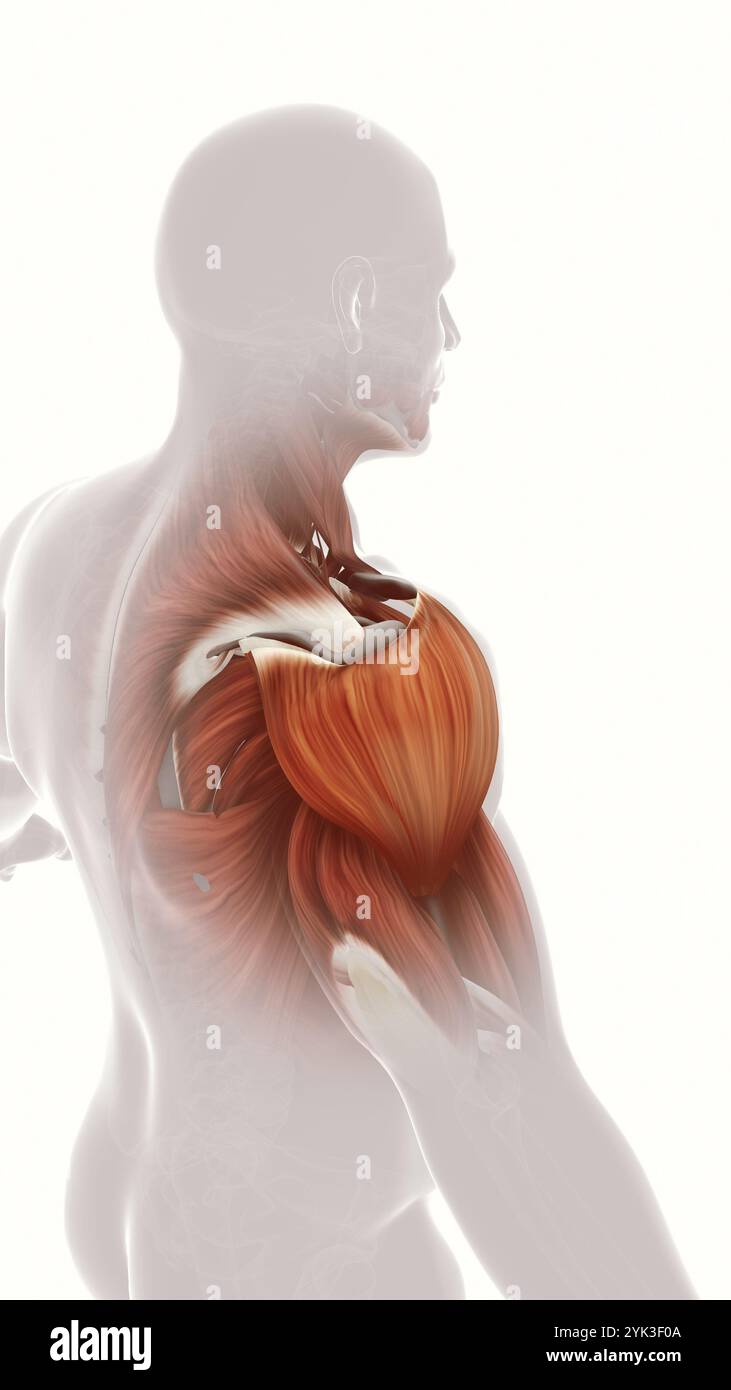 Shoulder muscles anatomy hi-res stock photography and images - Alamy