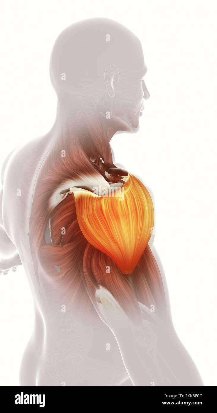 Shoulder muscles anatomy hi-res stock photography and images - Alamy