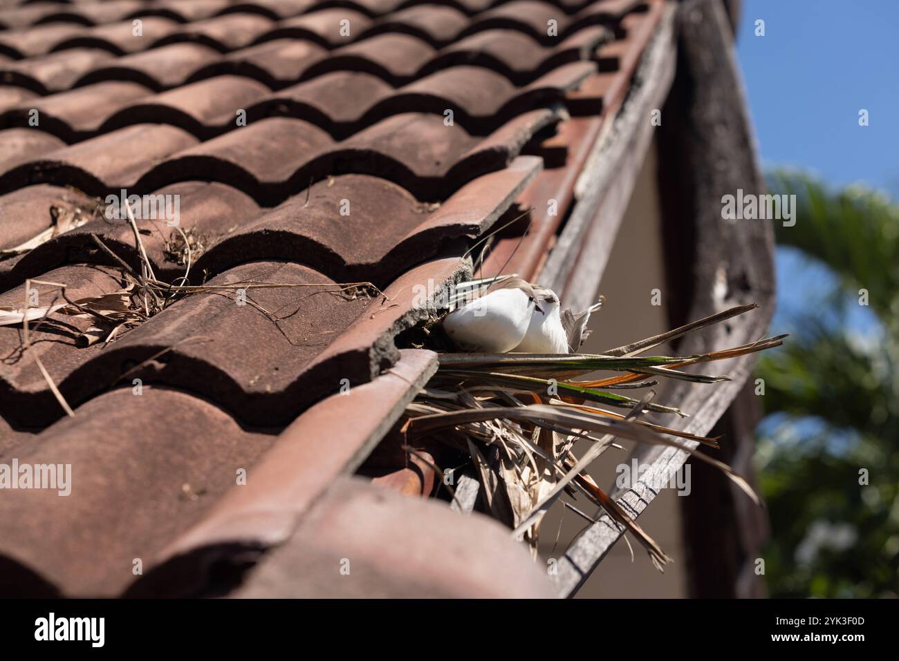 Birds nesting under old roof that loose or broken tiles and eaves Stock ...