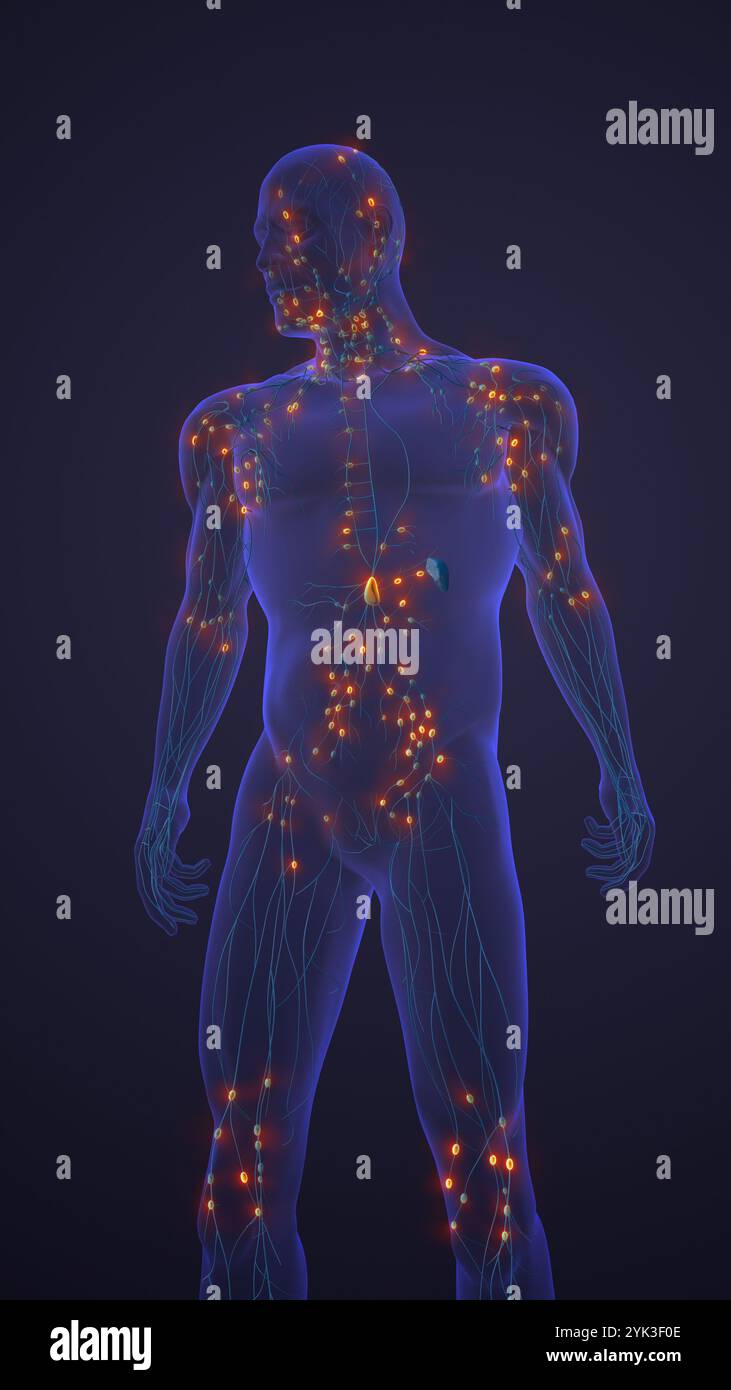 Human Lymphatic System of Vessels and Nodes Stock Photo - Alamy