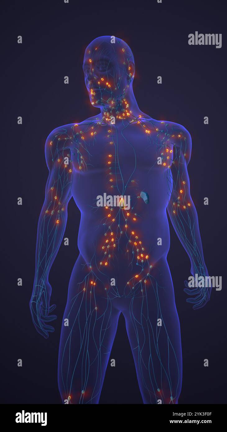 Human Lymphatic System of Vessels and Nodes Stock Photo - Alamy Human Lymphatic System of Vessels and Nodes Stock Photo - Alamy