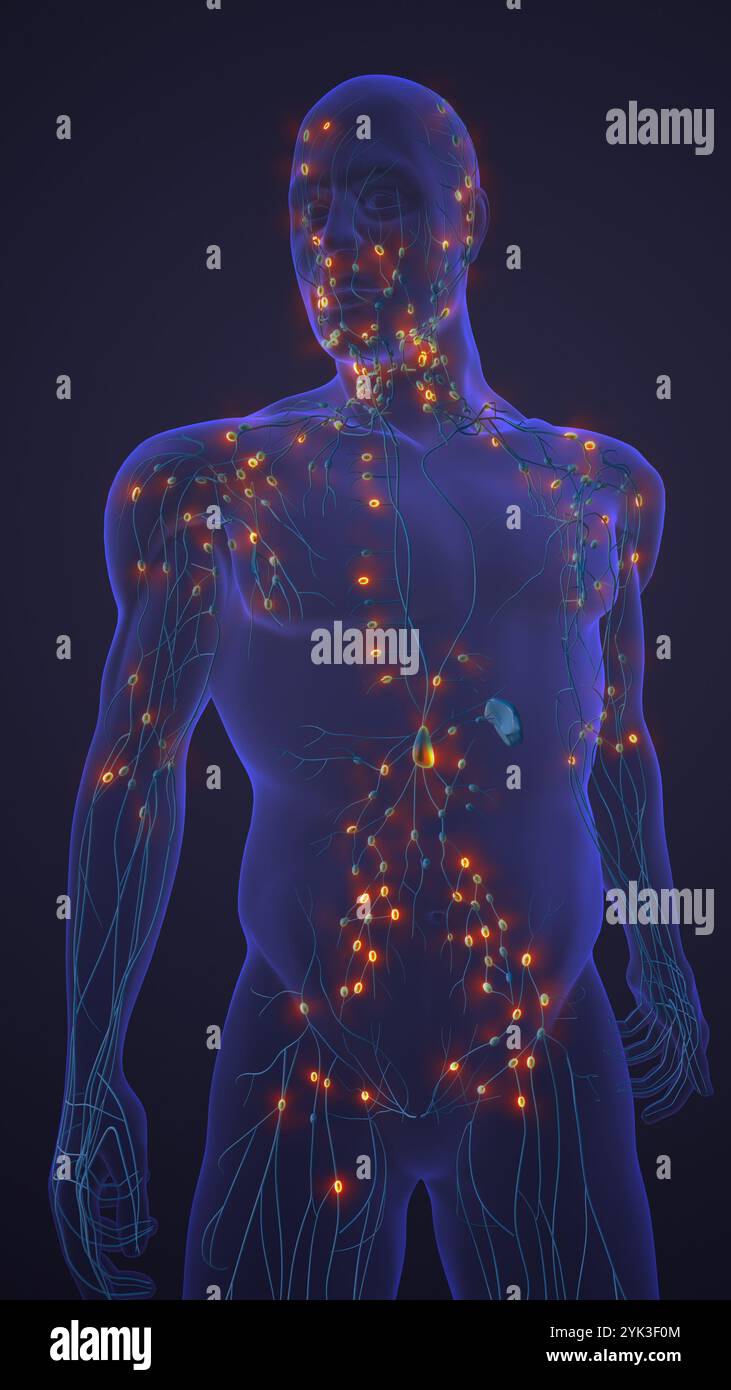 Human Lymphatic System of Vessels and Nodes Stock Photo - Alamy