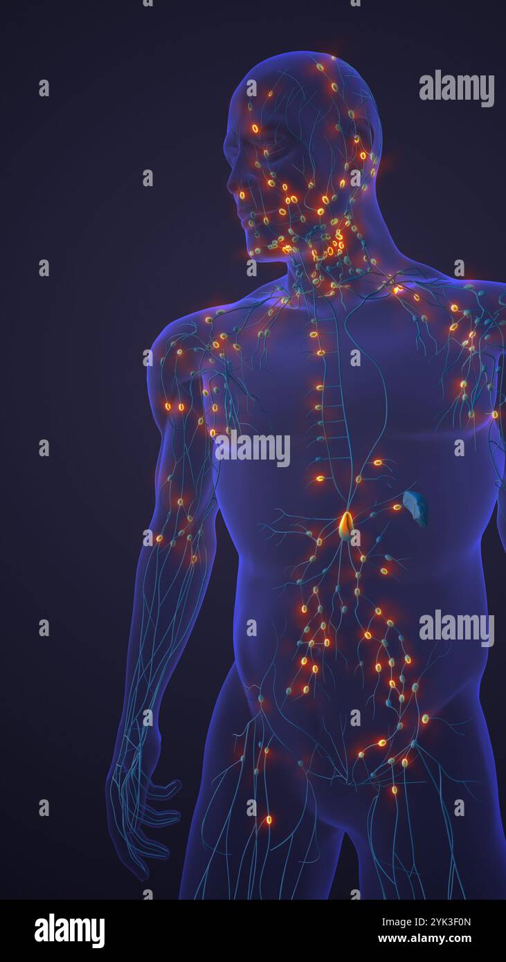 Human Lymphatic Vessel Pathway and Immune Support System Stock Photo ...