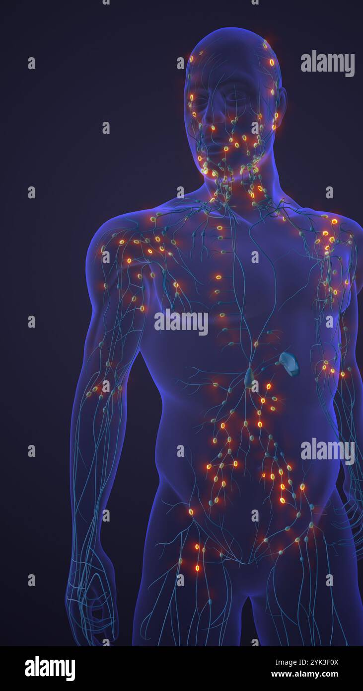 Human Lymphatic Vessel Pathway and Immune Support System Stock Photo ...