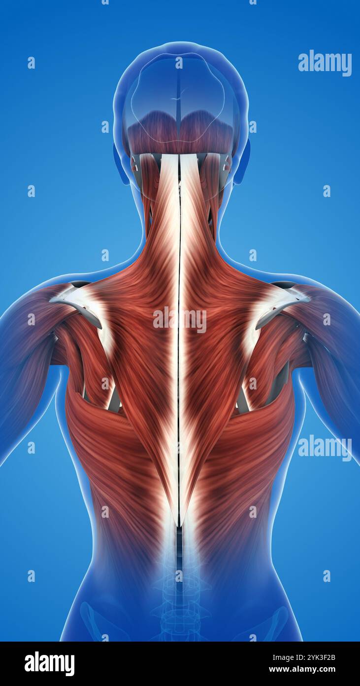Pain damage in shoulder muscles hi-res stock photography and images - Alamy