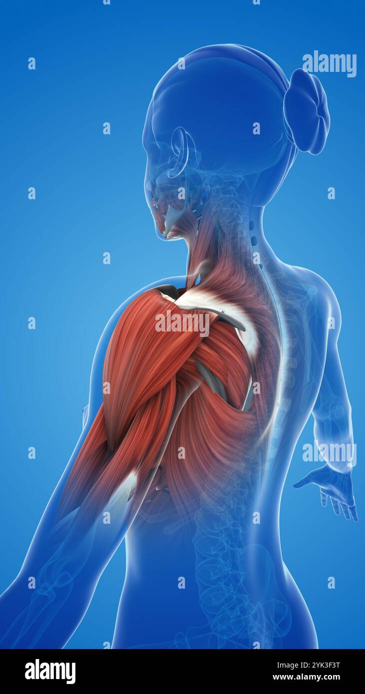 Muscle anatomy of the shoulder hi-res stock photography and images - Alamy