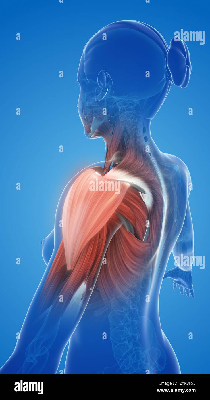 Muscle anatomy of the shoulder hi-res stock photography and images - Alamy