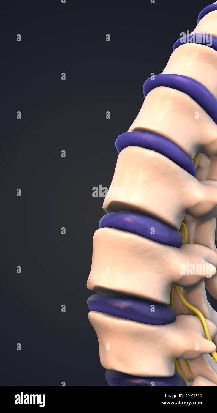 The spine system of the human body Stock Photo - Alamy