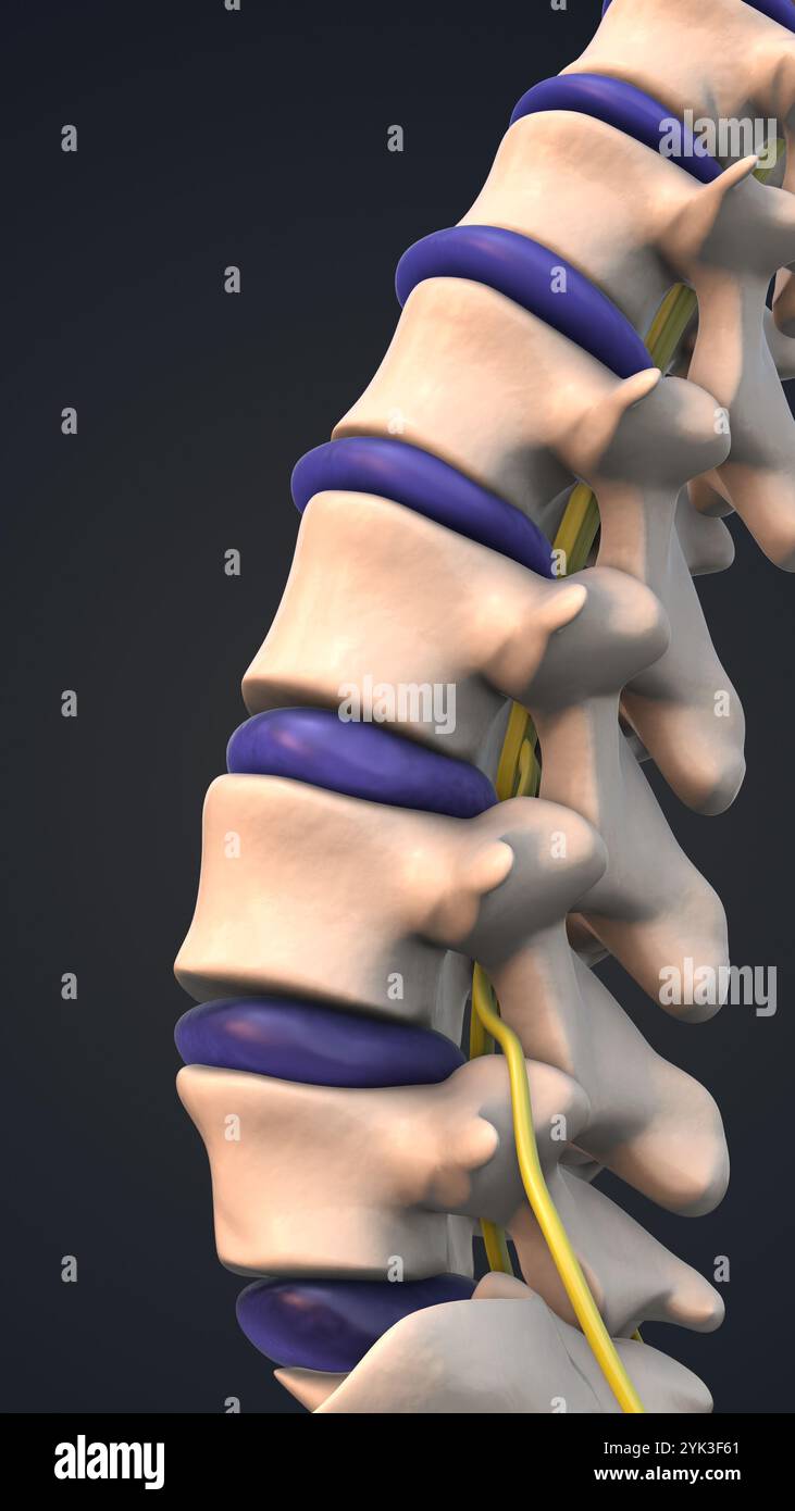 The spine system of the human body Stock Photo - Alamy