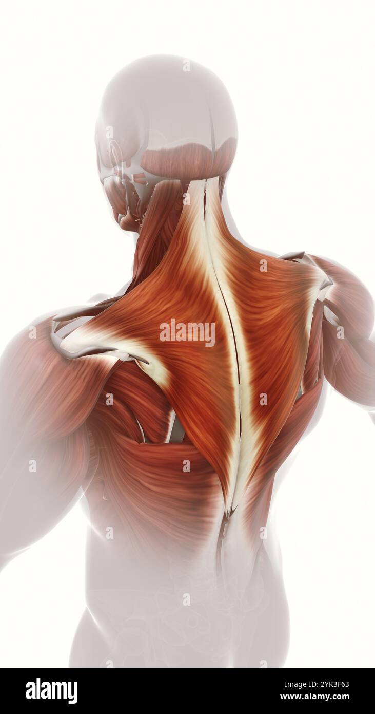 Trapezius muscle soreness and damage Stock Photo - Alamy