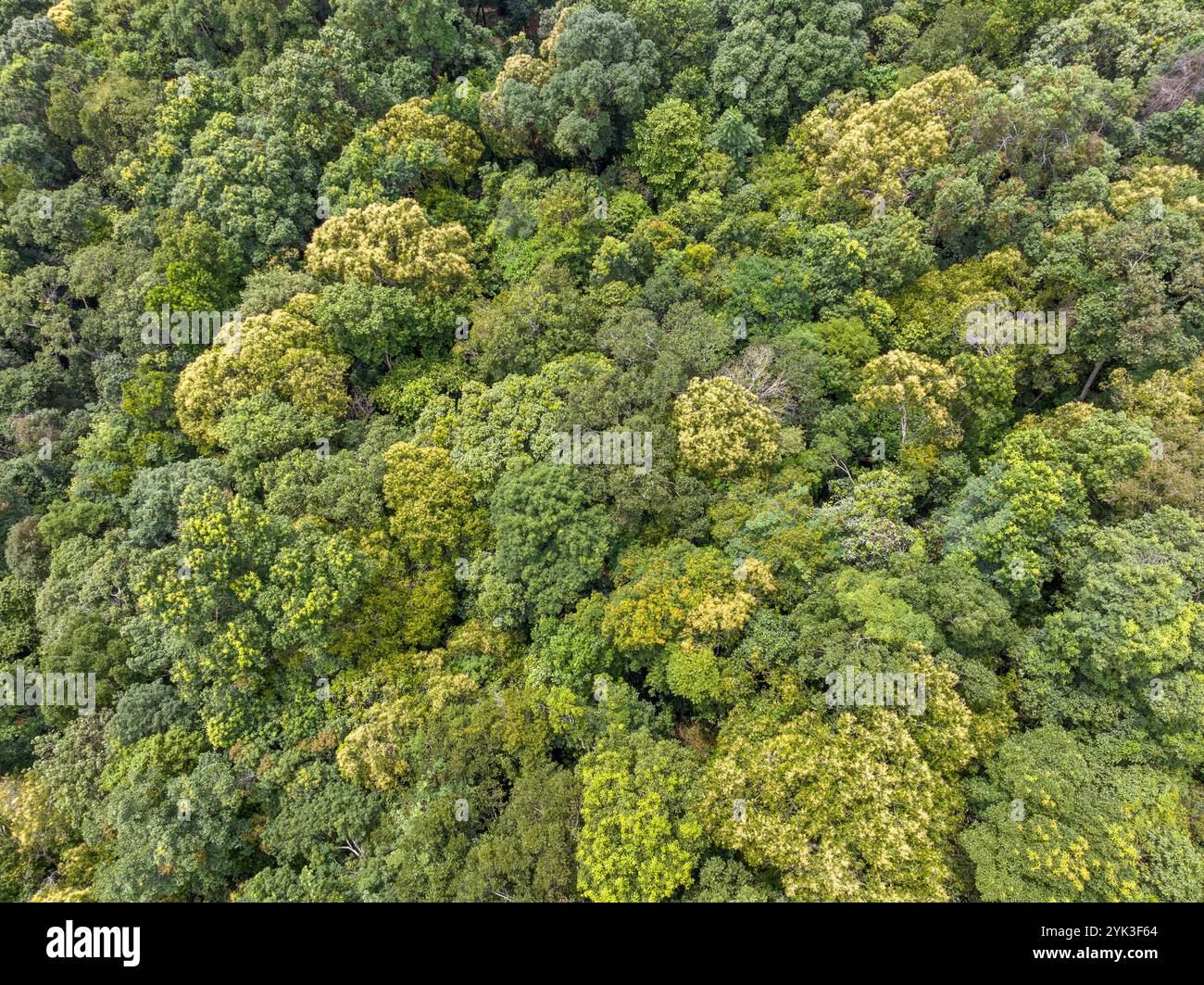 Tropical forests can absorb large amounts of carbon dioxide from the ...
