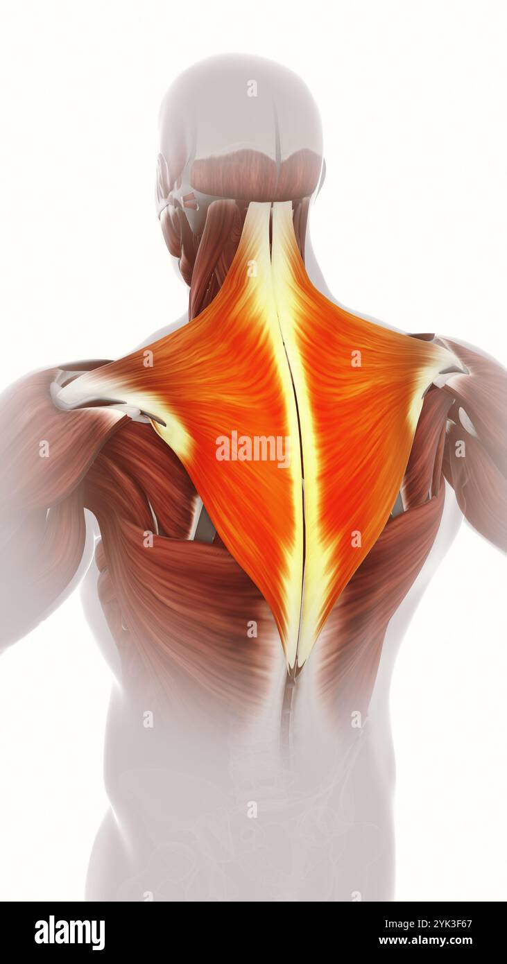 Trapezius muscle soreness and damage Stock Photo - Alamy