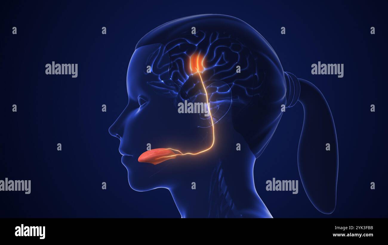 Gustatory Neural Network for Taste Detection Stock Photo - Alamy
