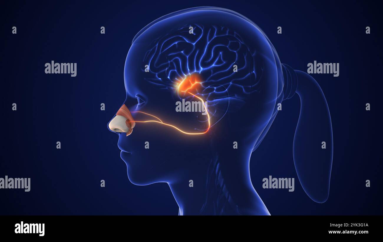 Olfactory sensory nerve pathway for smell detection Stock Photo - Alamy
